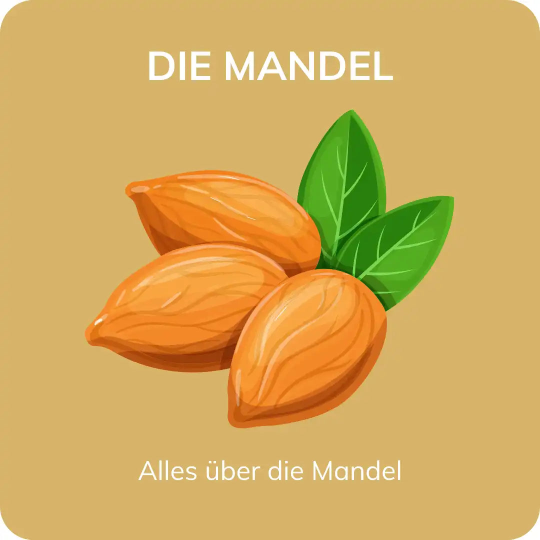 Mandeln - giftig ☠️ oder lecker? ️ Das musst Du wissen! ️ – Genusssucht